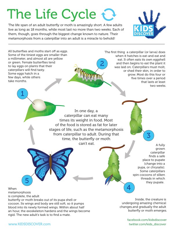 Metamorphosis Archives Infographic Facts