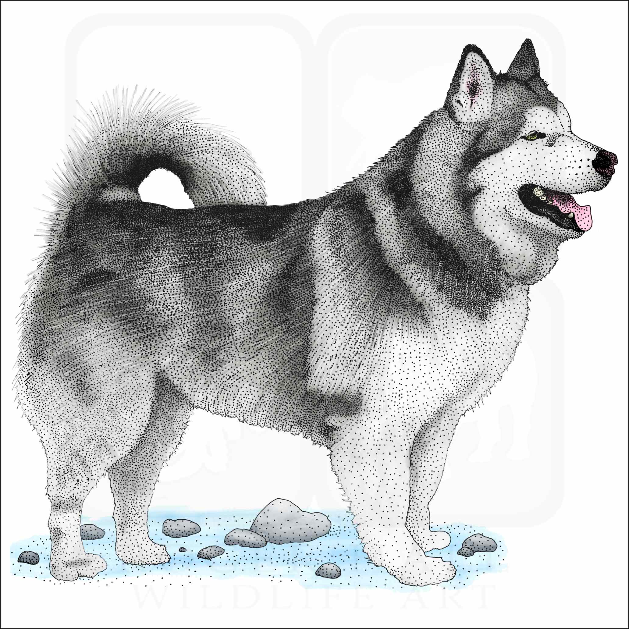 Alaskan Malamute Signed Fine Art Print Inkart