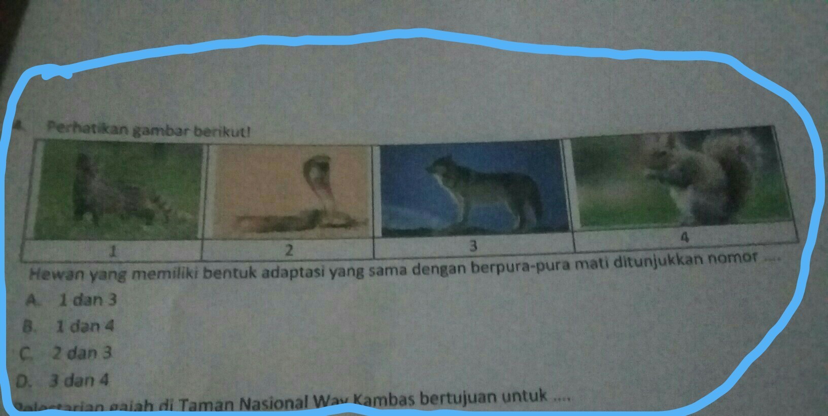 Hewan Yang Beradaptasi Brain