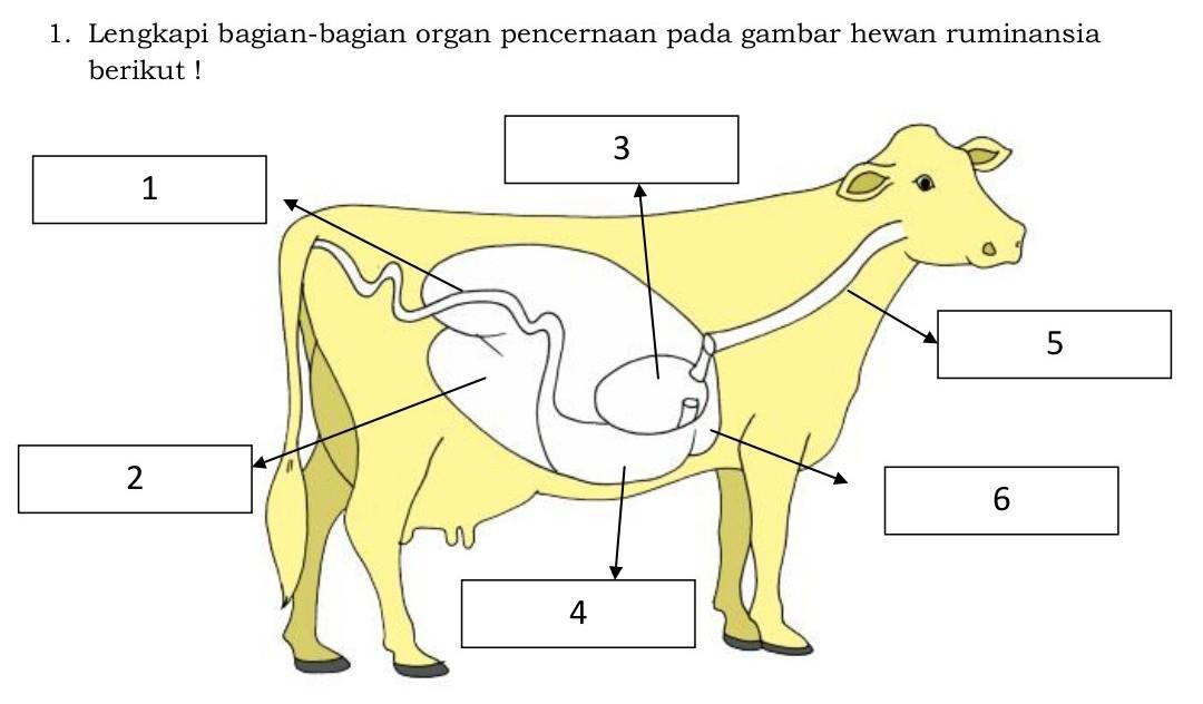 Organ Pencernaan Hewan Ruminansia Beserta Fungsinya B