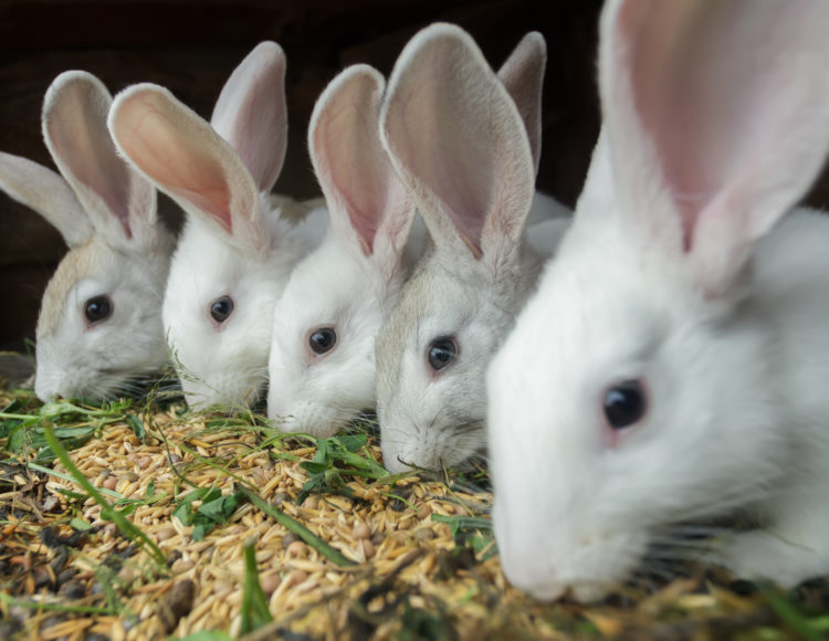 Rabbit Farming In The Uk Iwb