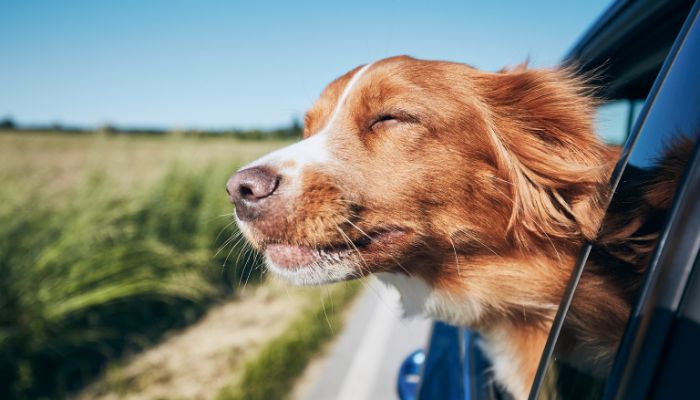 Dicas Para Escolher O Nome Do Cachorro Jornal Semanal