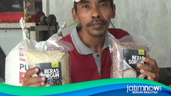 Kisah Petani Jombang Sukses Menanam Sorgum Sebagai Pengganti Beras