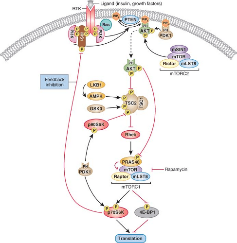 Targeted Therapy With Small Molecule Kinase Inhibitors Oncohema Key