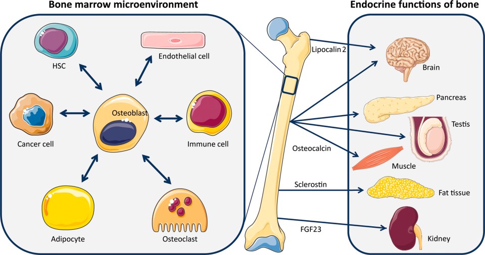 Osteoblast Biology Developmental Origin And Interactive Nature Of