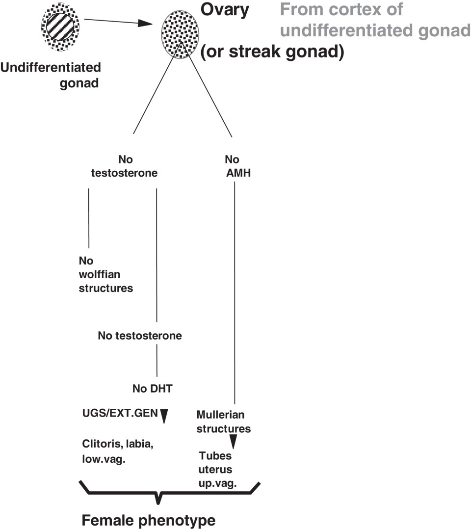 Disorders Of Sexual Development Oncohema Key