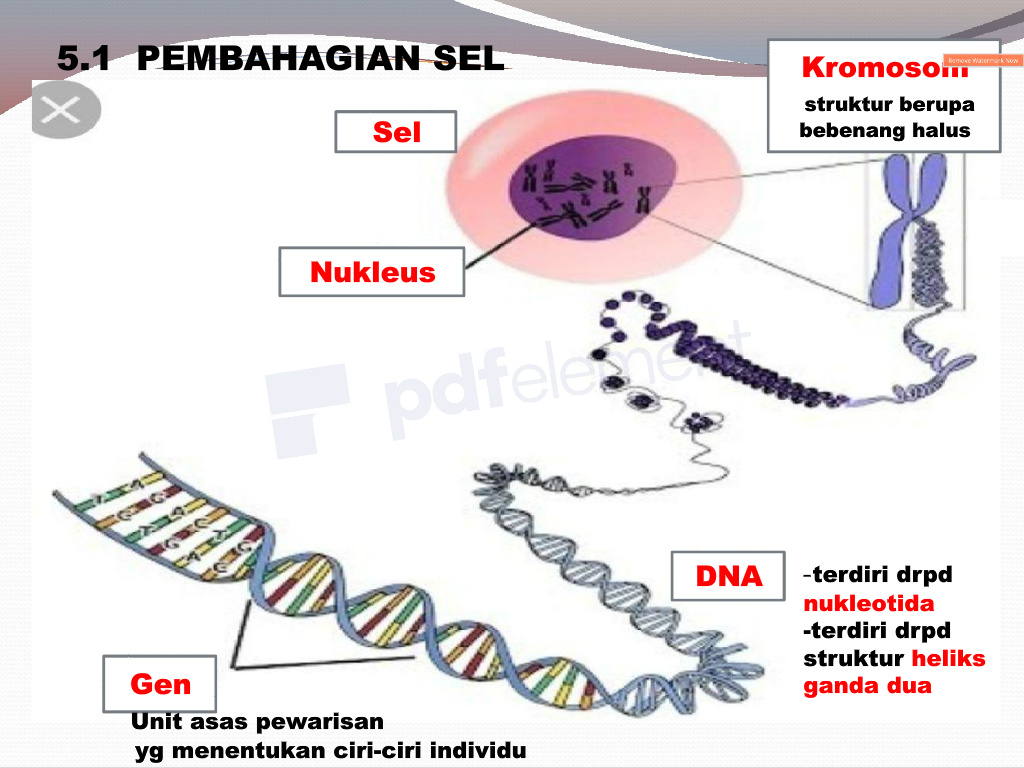 Nota Sains Tingkatan 4 Bab 5 Genetik Sains Tingkatan 4 Bab 5 Genetik