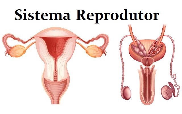 7 Apostilas Sobre O Sistema Reprodutor Masculino E Feminino Para Baixar