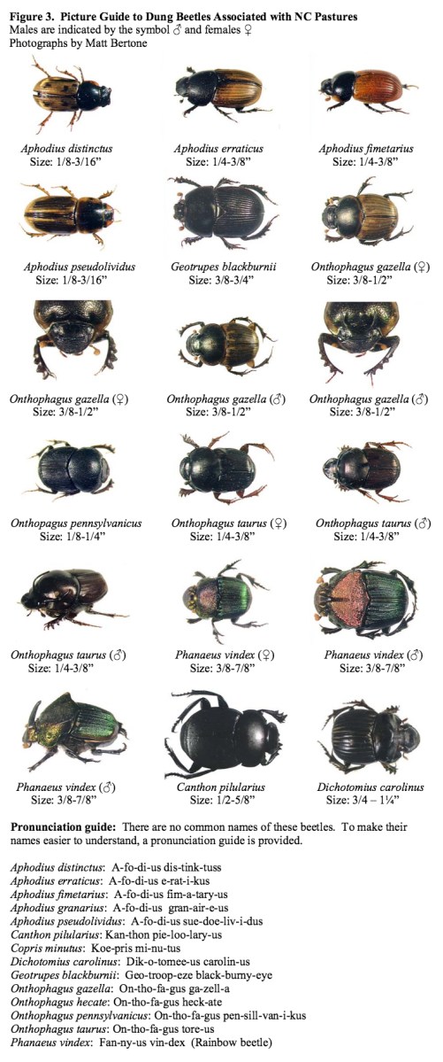 Heres What Dung Beetles Do For Us And How You Can Have More Of Them