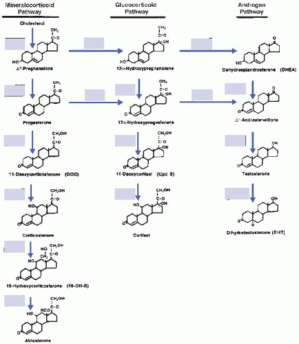 Disorders Of Sex Development Obgyn Key