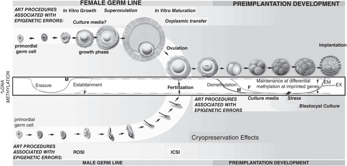 Chapter 15 Epigenetics And Human Assisted Reproduction Obgyn Key