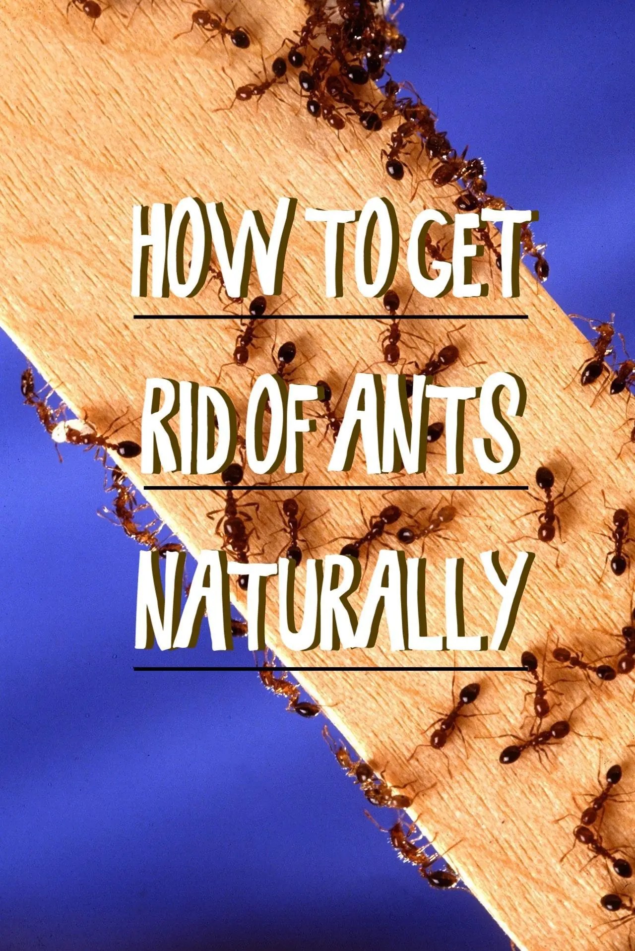 12 Easy Ways How To Get Rid Of Ants Naturally And Quickly So They Wont