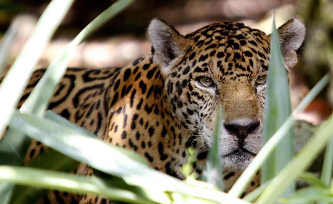 Especies De Felinos En México Amenazadas O En Peligro De Extinción