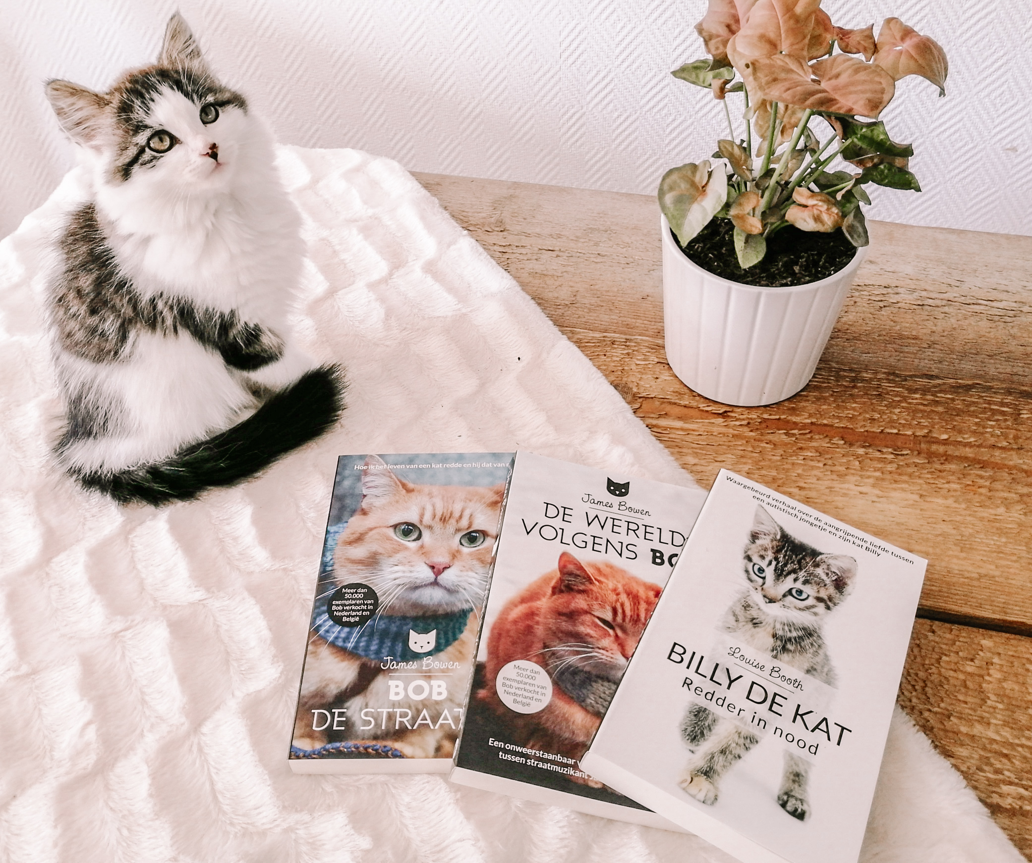 Boekentips 5x Boeken Met Katten In De Hoofdrol Lovethesmellofbooksnl