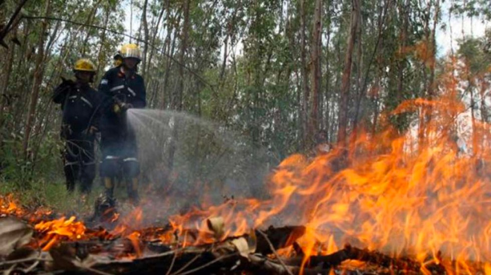 Incendios Arrasan Más De 700 Hectáreas De Bosque En Guatemala