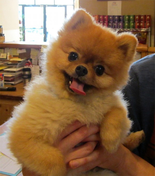 Toy Pomeranian Breeders In India Wow Blog