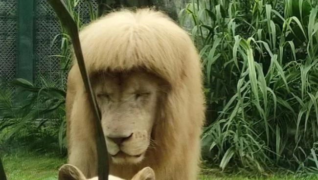 笑噴：雄獅瀏海新髮型爆紅動物園：自己打理的 禁聞網