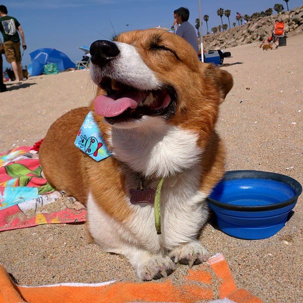 500 Corgis Descended On The Beach In Their Best Costumes For Corgi