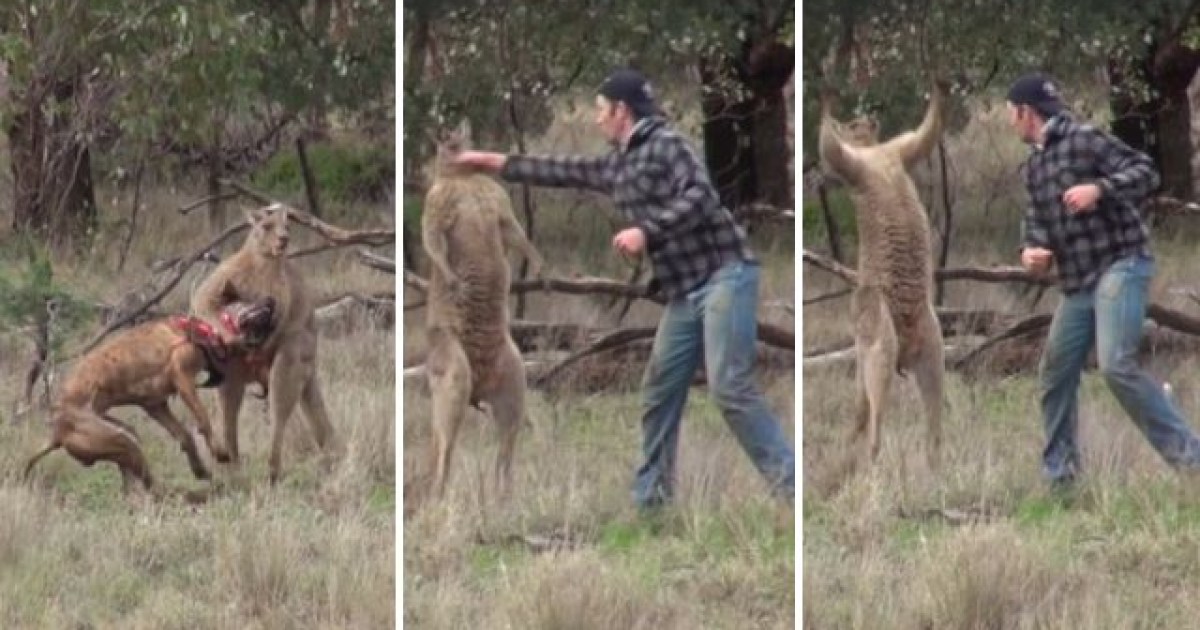 Kangaroo Was Defending Itself From Dog As He Was Punched Says Expert