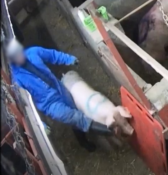 Farm Workers Admit Abuse After Being Filmed Stabbing Pigs With