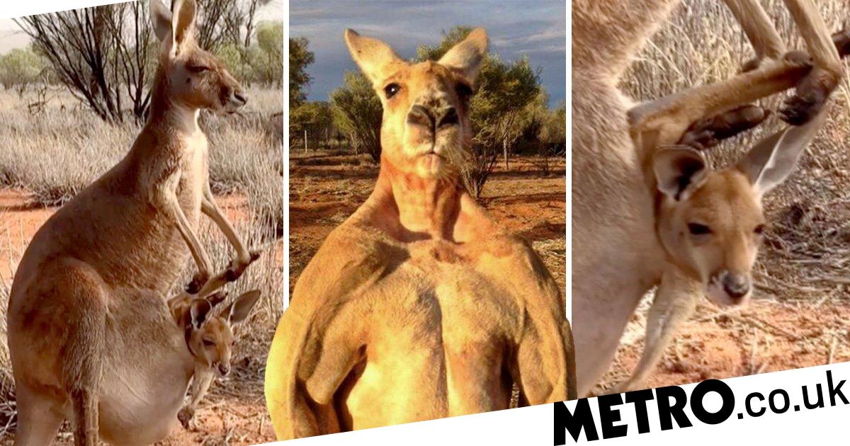 Roger The Buff Kangaroos Legacy Lives On In Adorable Son Metro News