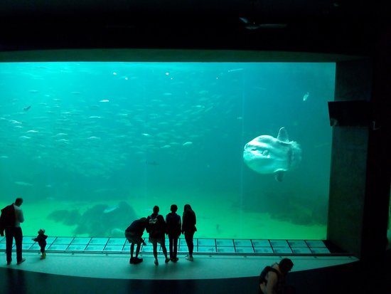 Ozeanarium Hirtshals Dänemark Nordsoen Oceanarium Wikipedia Semut Arbei