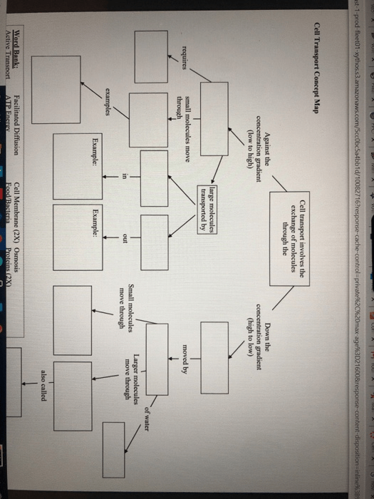 Simple Cell Membrane Concept Map Concept Map Pdf Cellular Processes