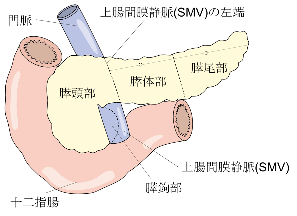 【ct画像あり】膵臓の場所を図で解説！痛みが出るのはココ！ 人間ドックの評判とホントのところ