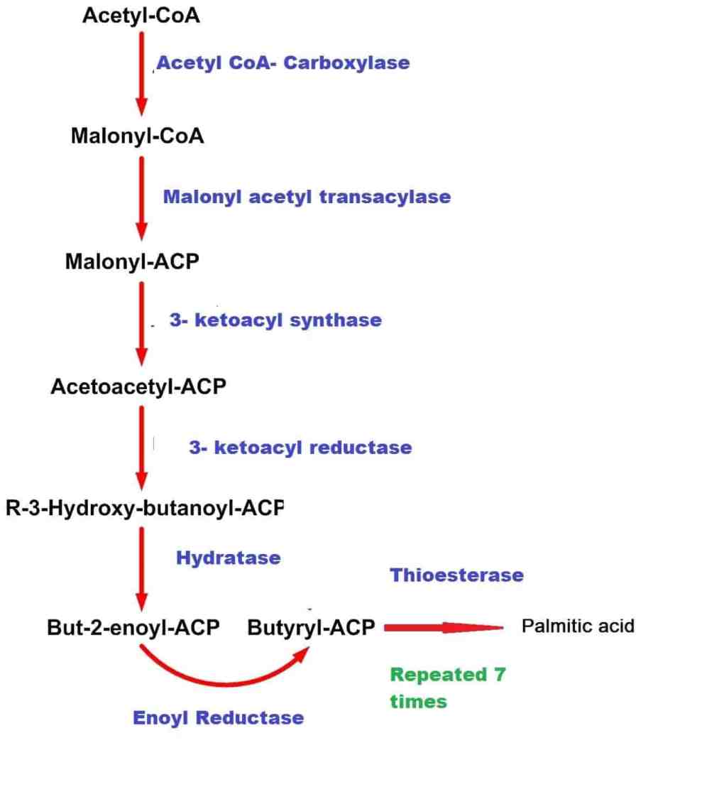 Fatty Acid Synthesis Pathway Diagram