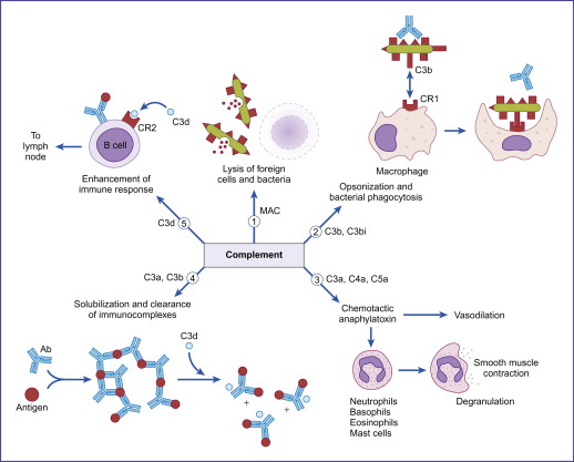 Complement Pathways Types Functions And Regulation Learn