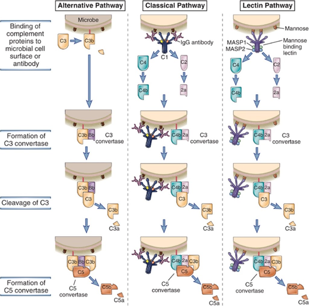 Complement Pathways Types Functions Regulation • Microbe Online