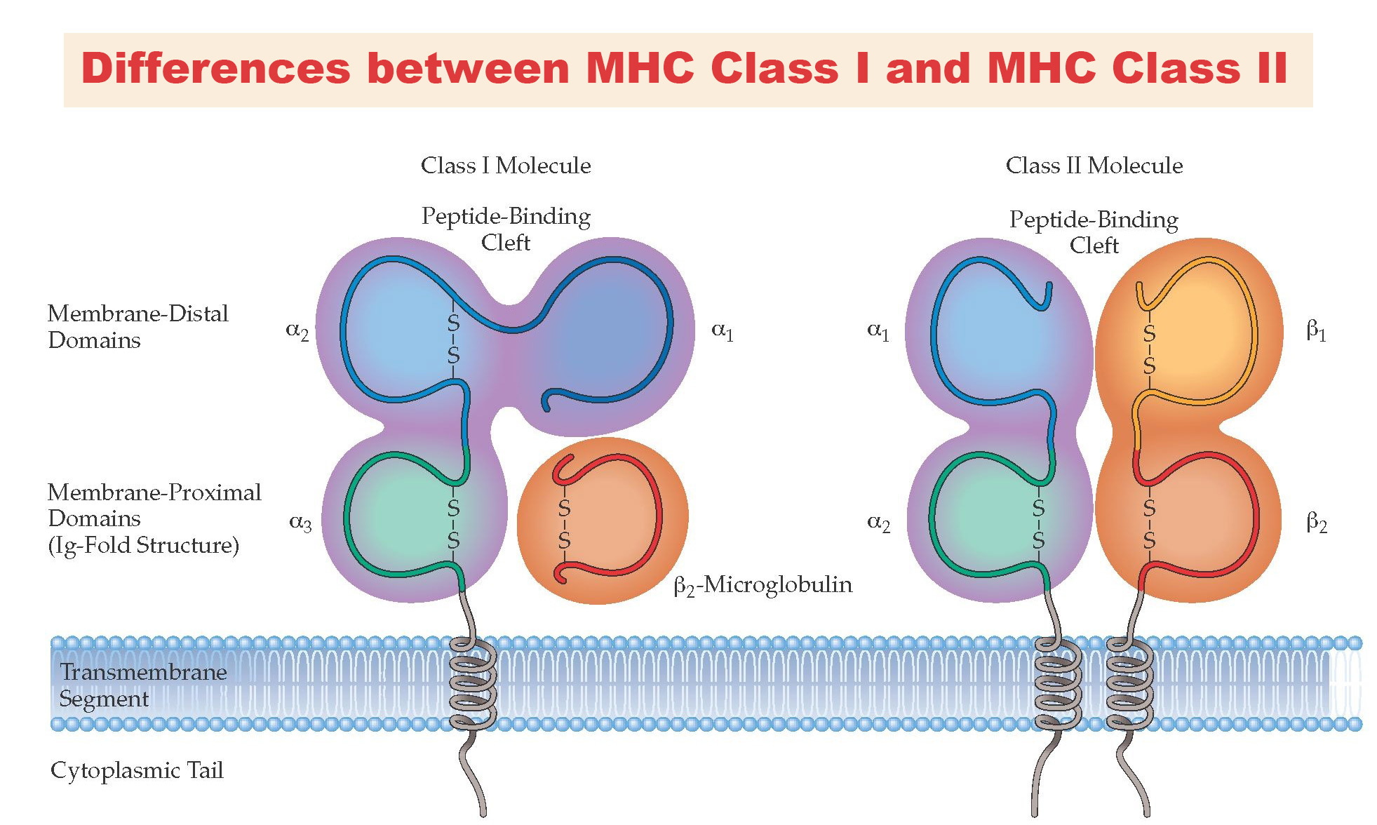 Mhc Class I Vs Mhc Class Ii Protein • Microbe Online