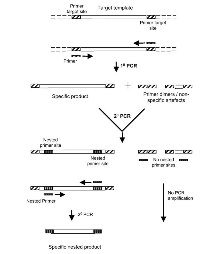 Nested Pcr Principle And Applications • Microbe Online