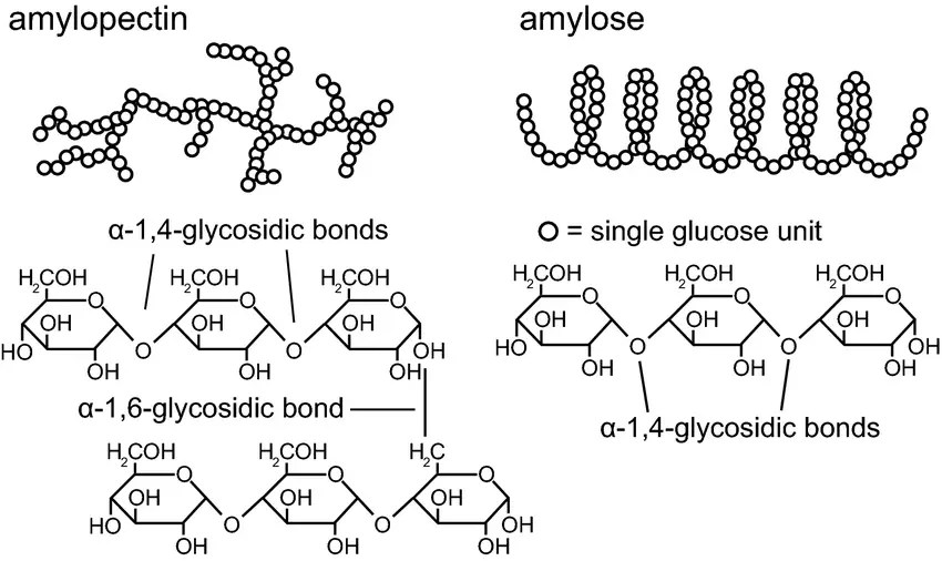 Starch Hydrolysis Test Principle Procedure And Results Learn