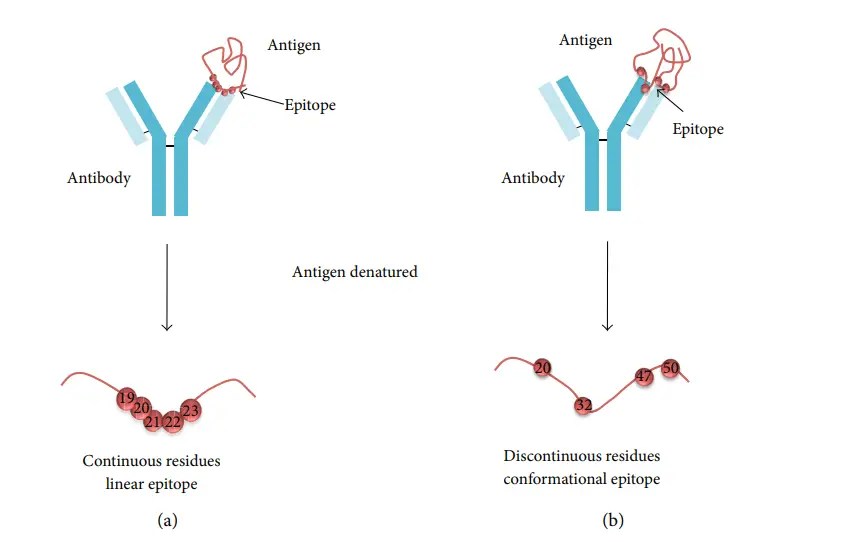 Epitopes Types Function Epitope Spreading • Microbe Online