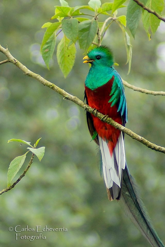 Guía Turística A Refugio Del Quetzal San Marcos Solo Lo Mejor De