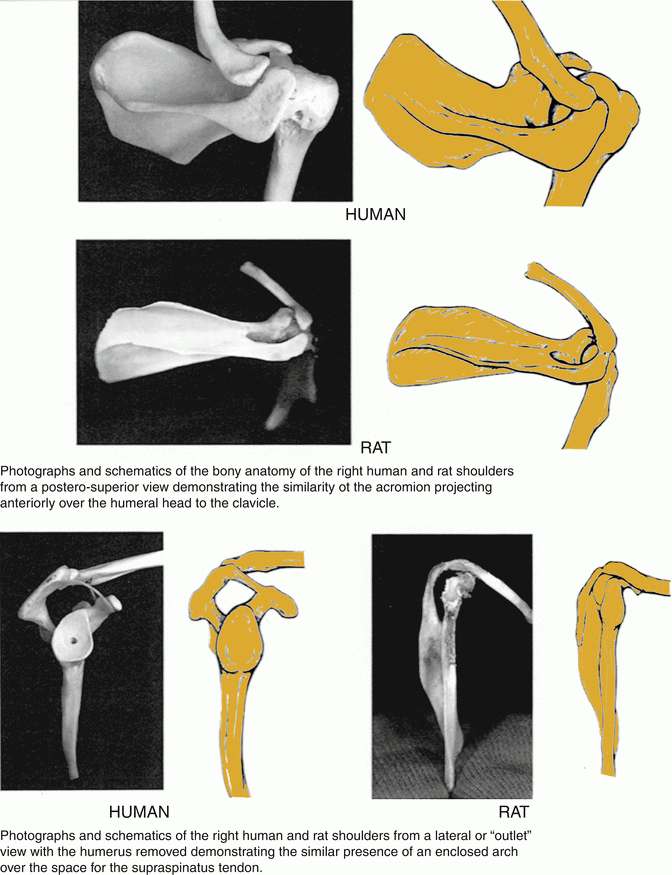 Comparative Anatomy Of The Shoulder Musculoskeletal Key