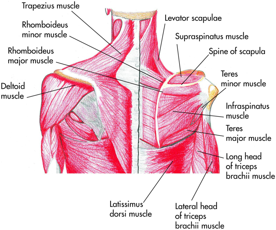 Shoulder Muscles Diagram Anatomy Of The Shoulder Part 3 Muscular