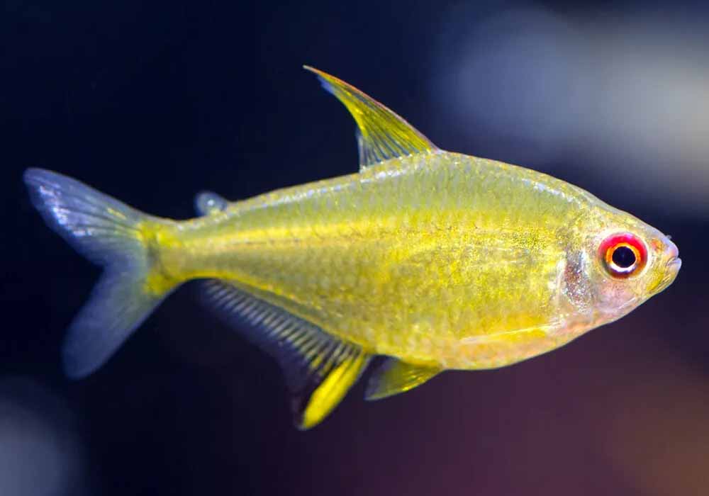 Tetra Limão Hyphessobrycon Pulchripinnis Myaquarium