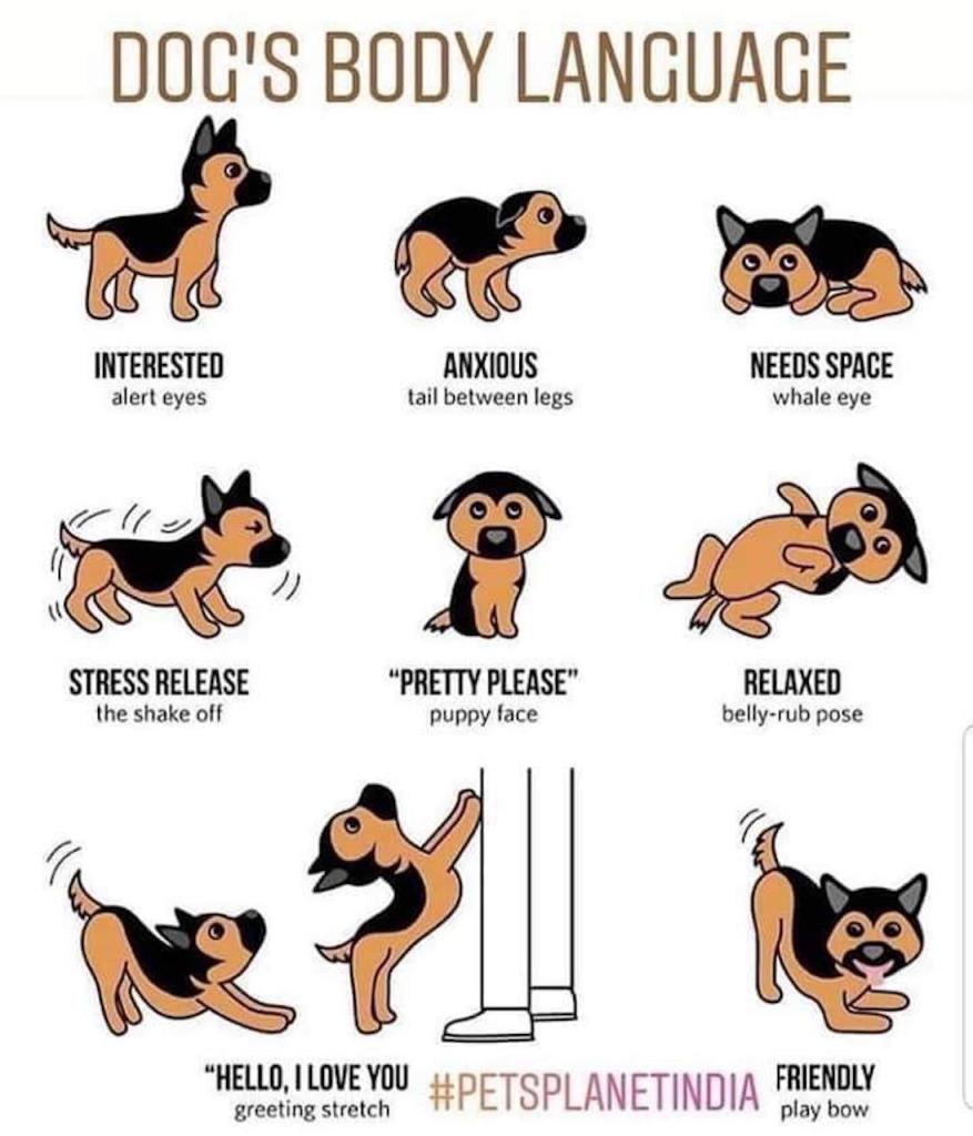 Understanding Your Dogs Body Language By My Pet Approves