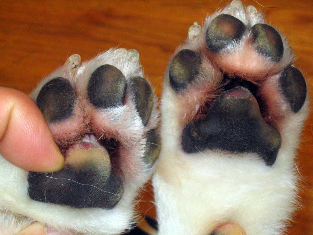 Burned Dog Paws How To Naturally Treat Your Dogs Injured Paws