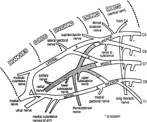 Peripheral Nerve Anatomy Neupsy Key