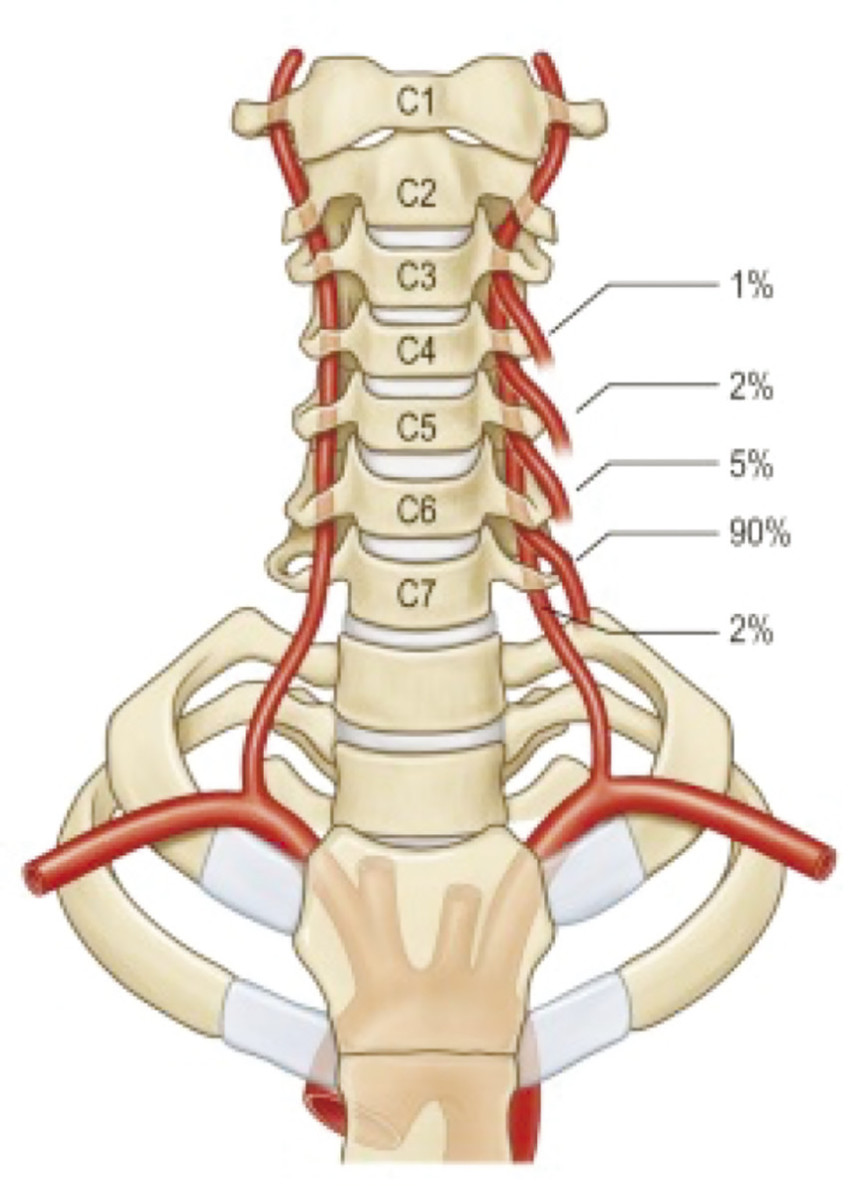 Anatomy Of The Cervical Spine Neupsy Key