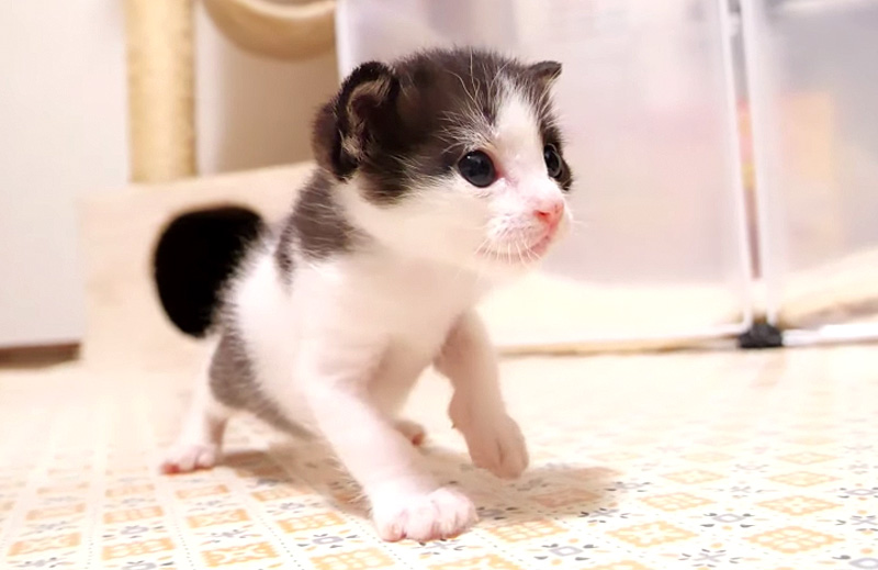 初めてのひとり部屋に寂しくなった子猫。養育主さんのいるソファーに急ぎ足で戻る様子が可愛い♡ エウレカねこ部