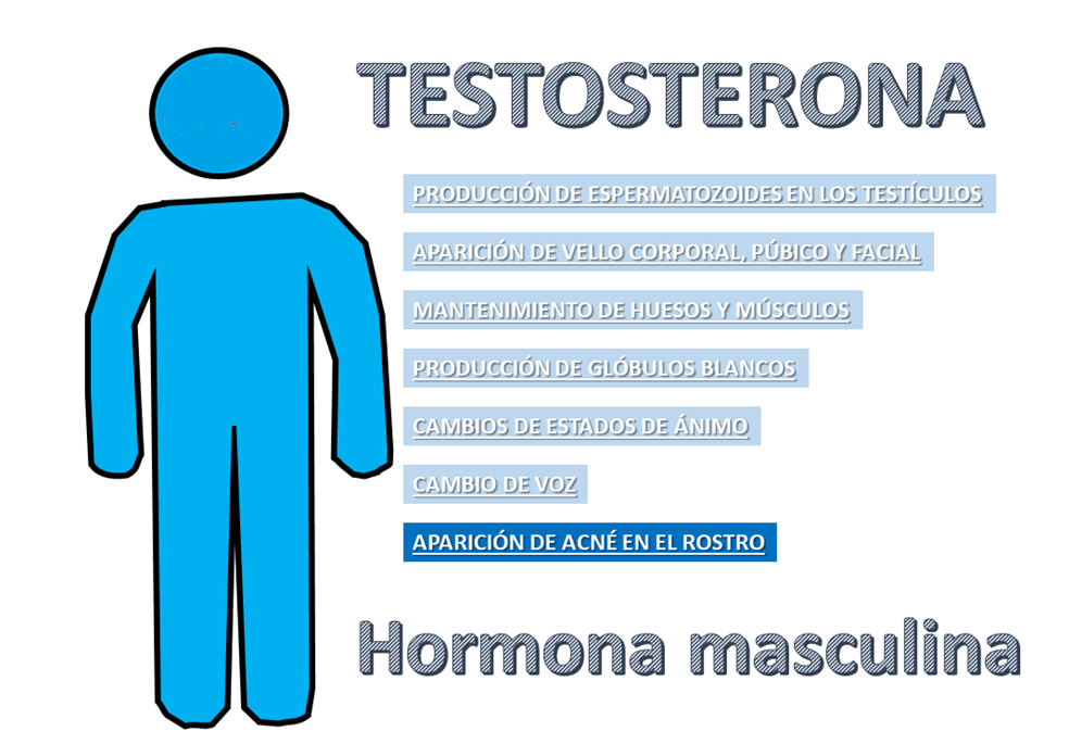 Cambios Hormonales En La Adolescencia Ciencias Naturales Cuarto De