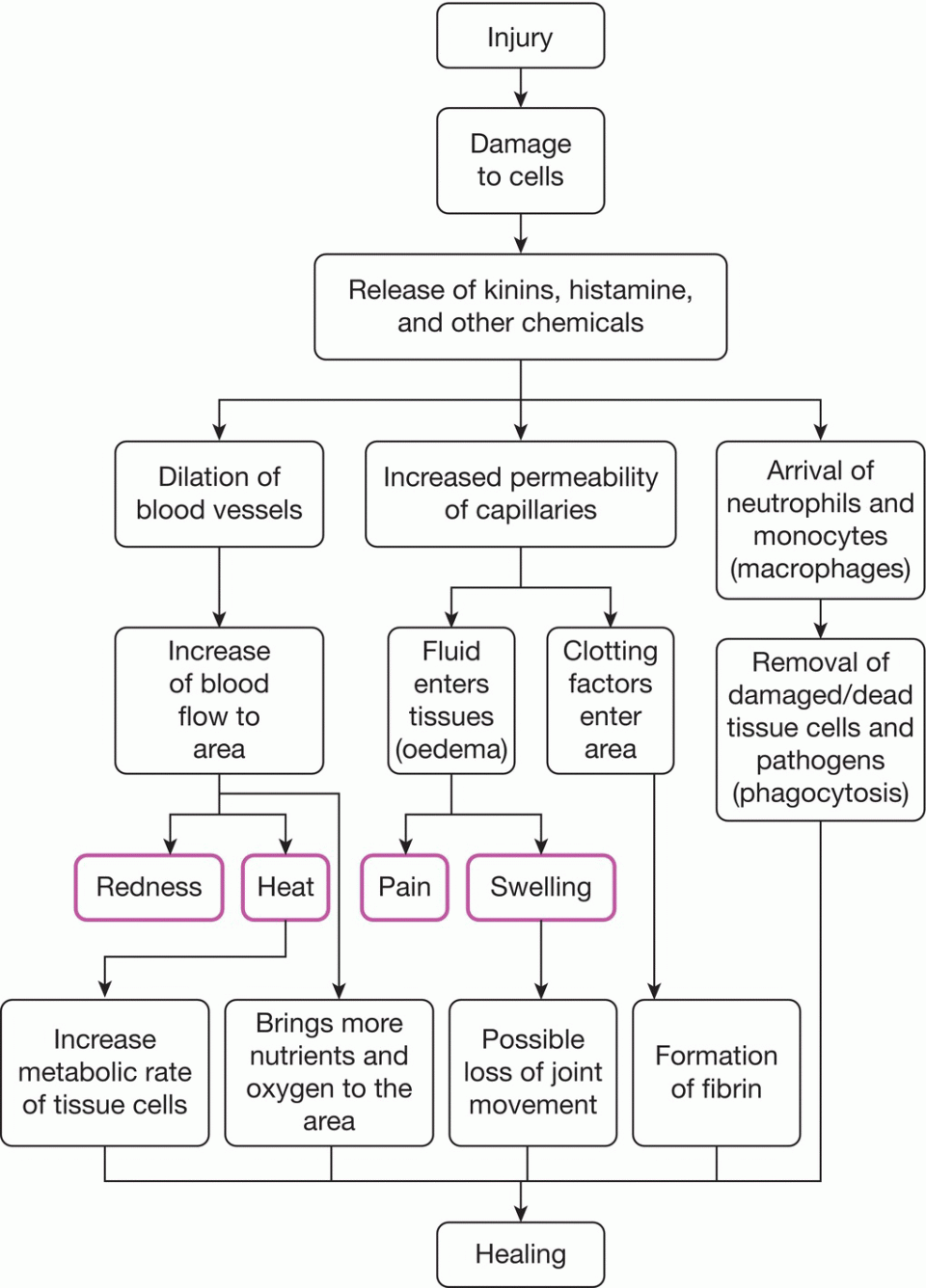 Pathophysiology Concept Map For Inflammation