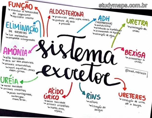 Mapa Mental Sobre Sistema Excretor Study Maps