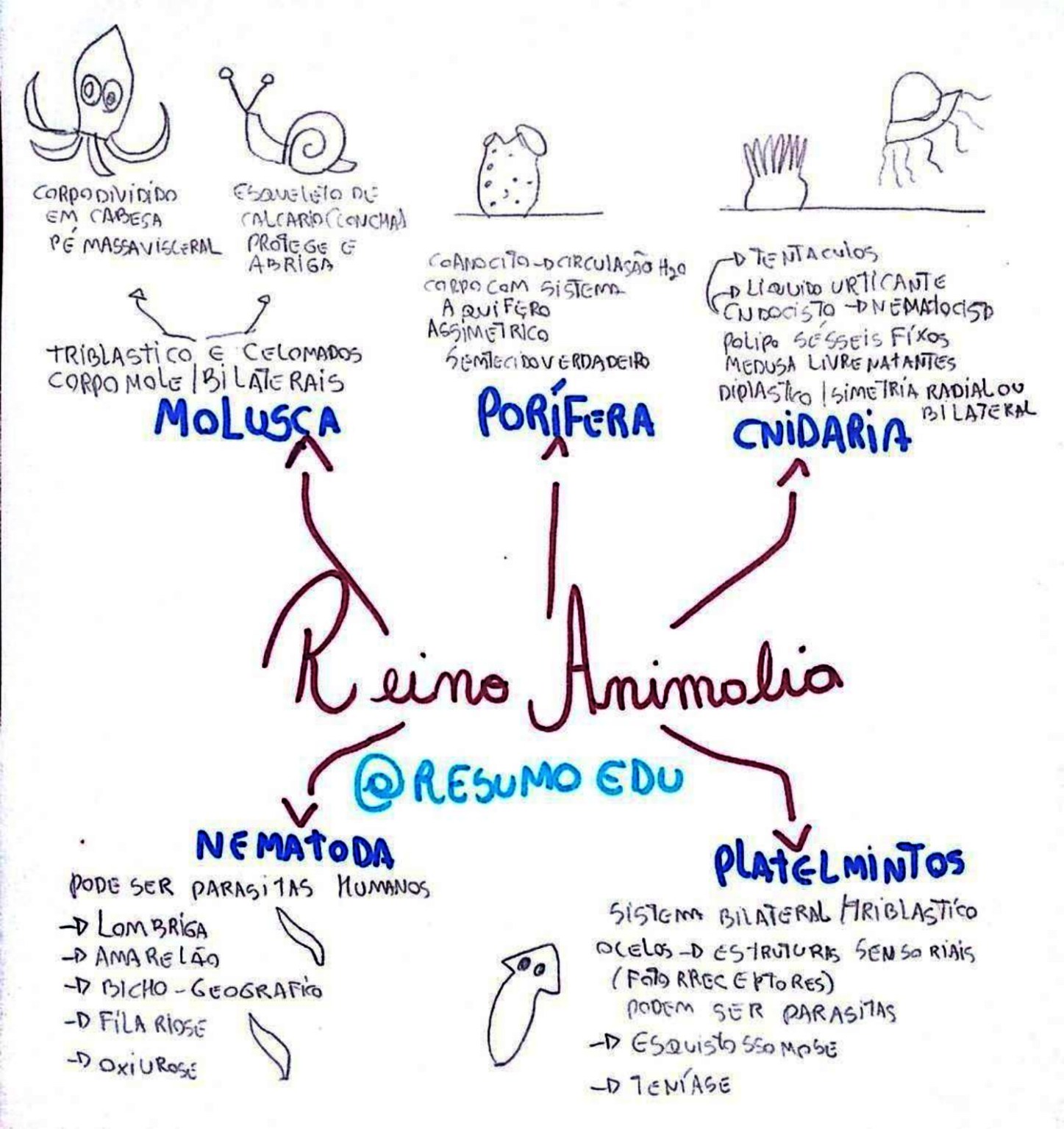 Reino Animalia Mapa Mental Classificacao Dos Seres Vivos Mapa Porn