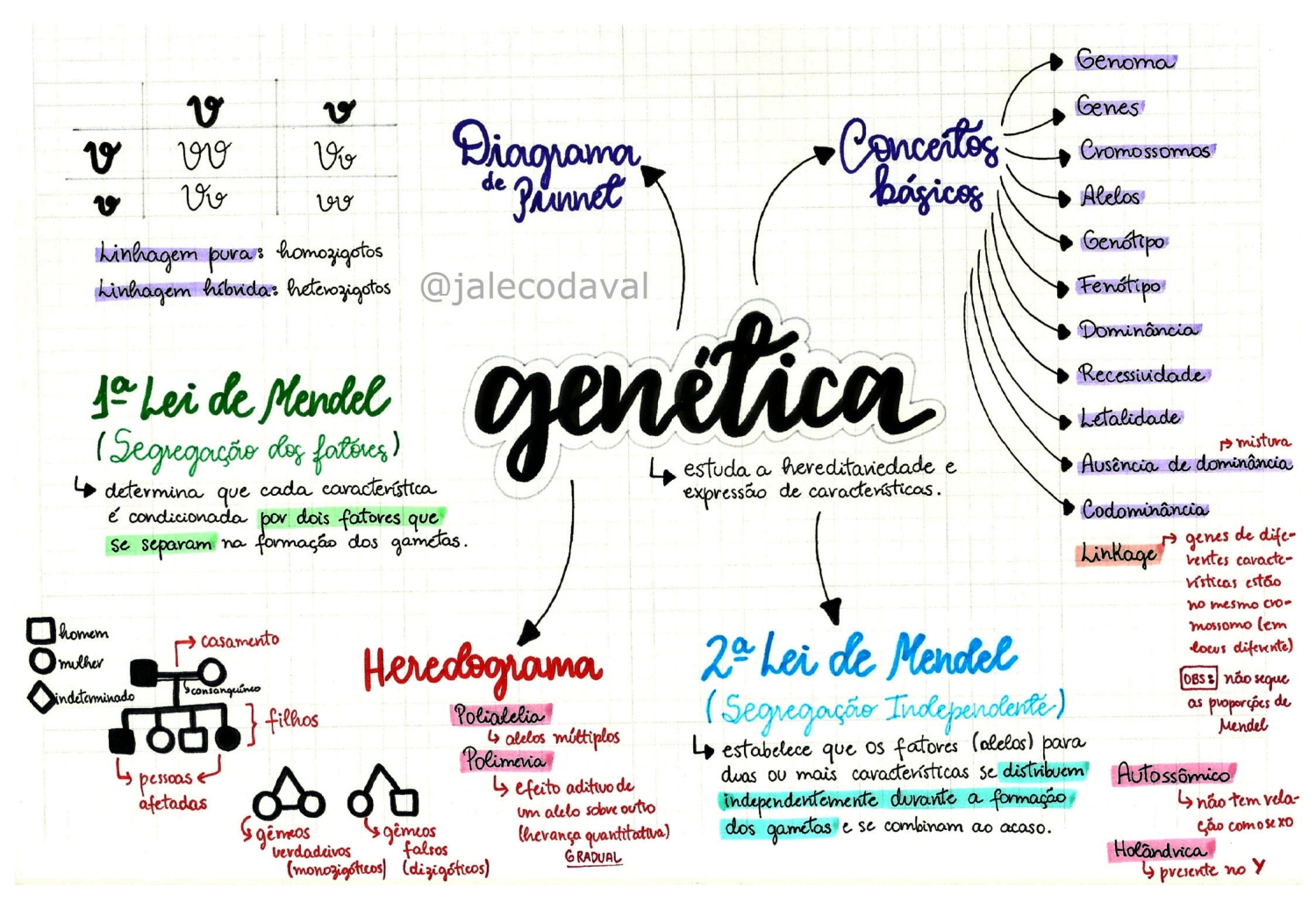 Mapa Mental Sobre Genetica Yalearn