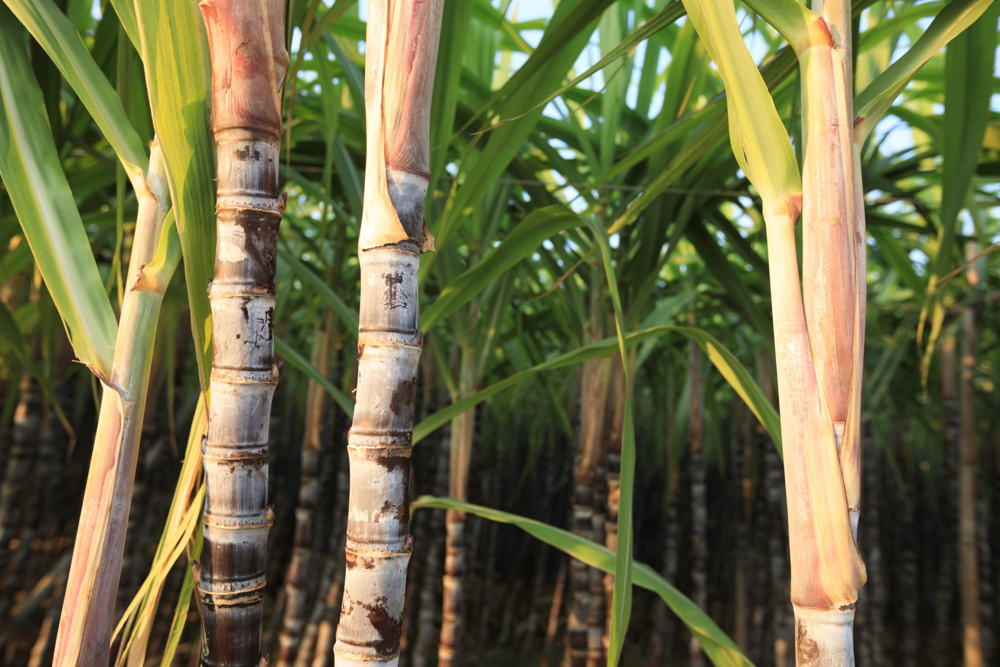 Sugarcane Plants Growing At Field Sugar Asia Magazine